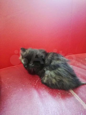 Продам котенка