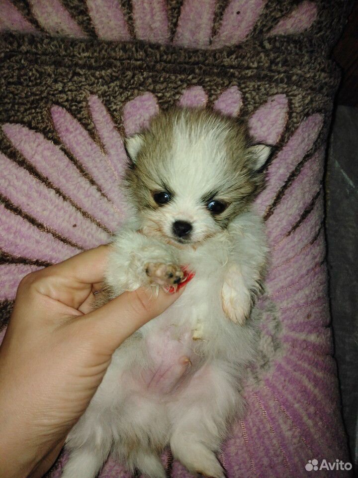 Шпиц кнопочка