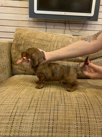 Мраморные щенки кроличьей таксы