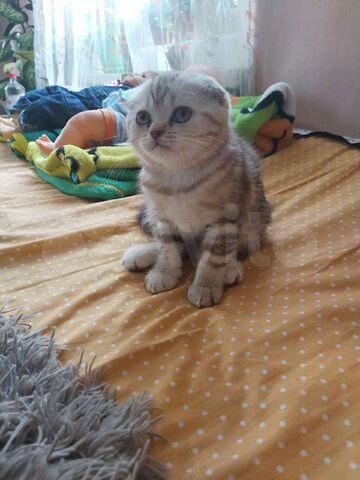Шотландский котёнок