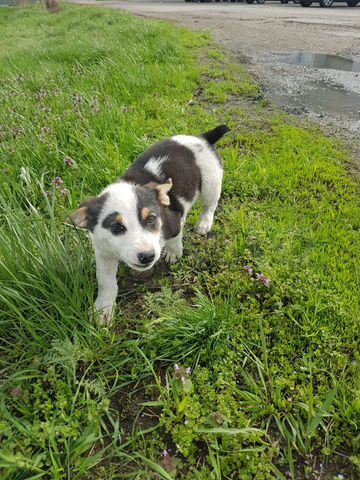 Симпатичная Щенуля 2 мес