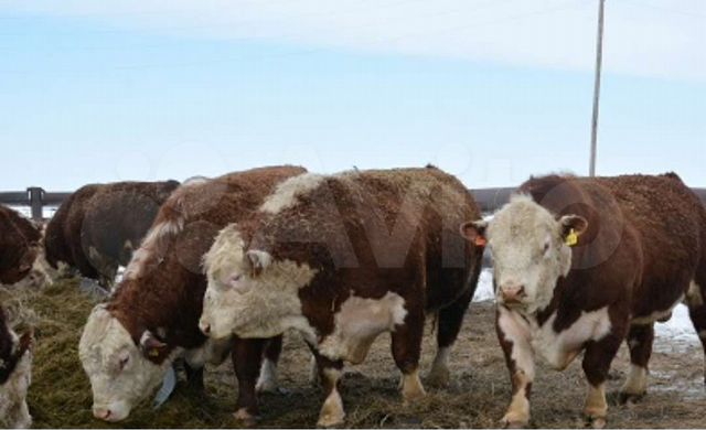 Быки живым весом продать