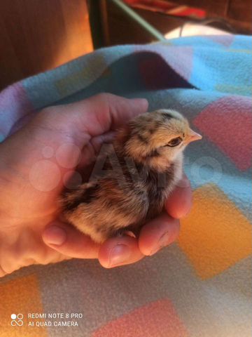 Циплята подрощенные