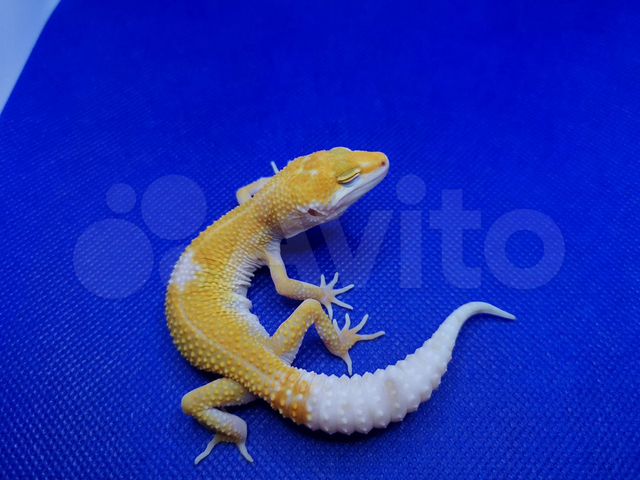 Эублефар Hypo Tangerine та Enigma Самка