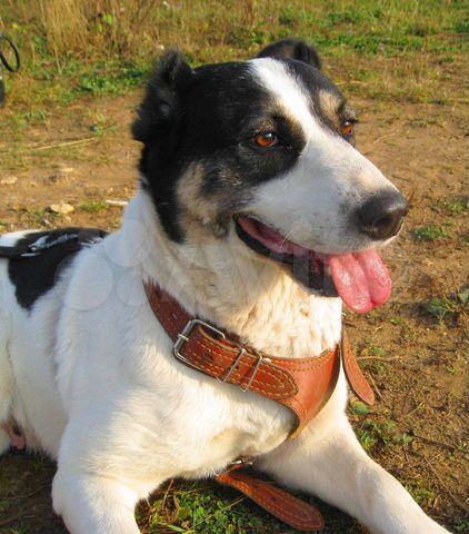 Молодая сука породы Алабай в любящую семью