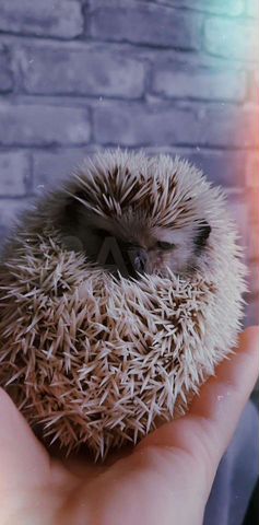 Продам африканских ежей