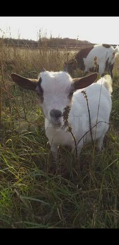 Камерунская козочка