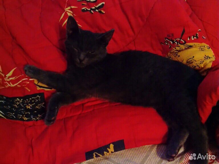 Отдам в хорошие руки котика завут Темошка