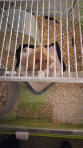 Продаю хомяка