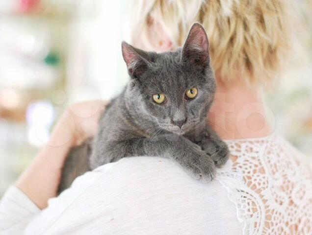 Дарси, мистер Дарси ищет дом