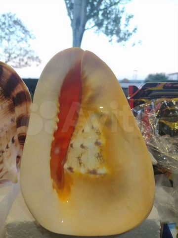 Ракушка Кассис