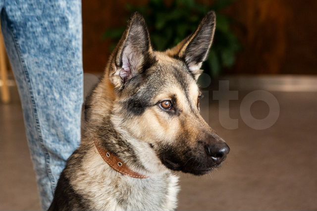 Верный друг в добрые руки