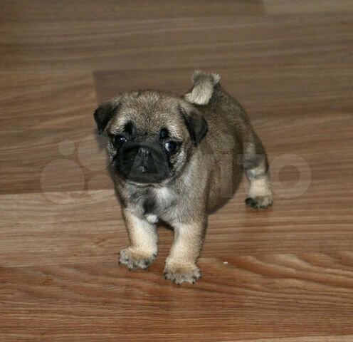 Мопсо детки