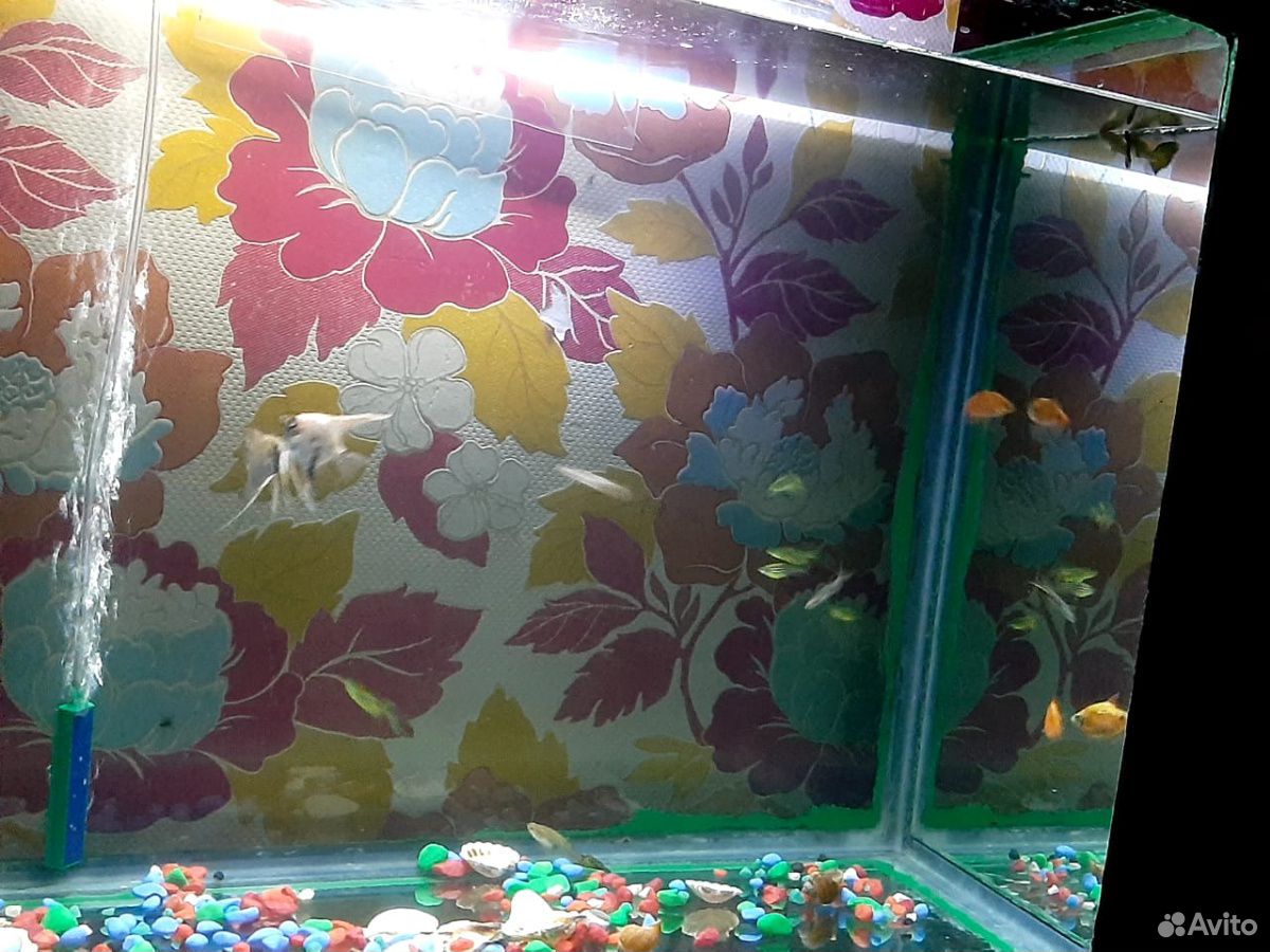 Аквариум с рыбками