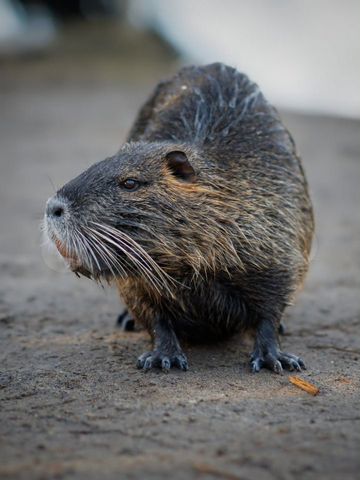 Нутрии самки