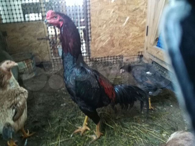 Петух бойцовый