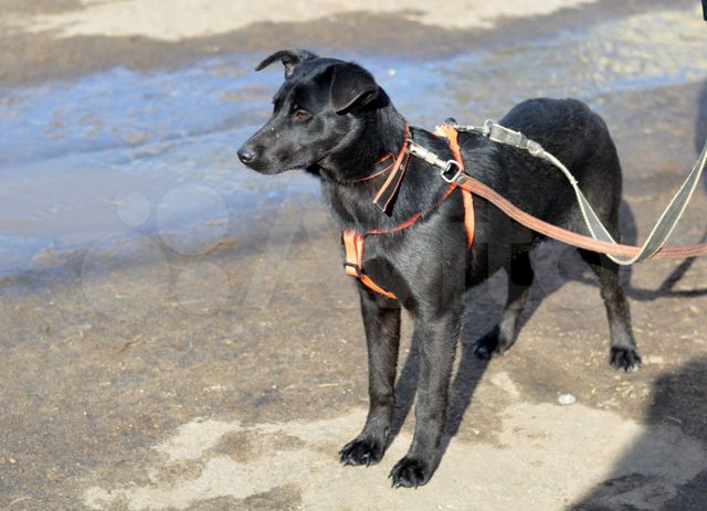 Боня щенок 8 мес