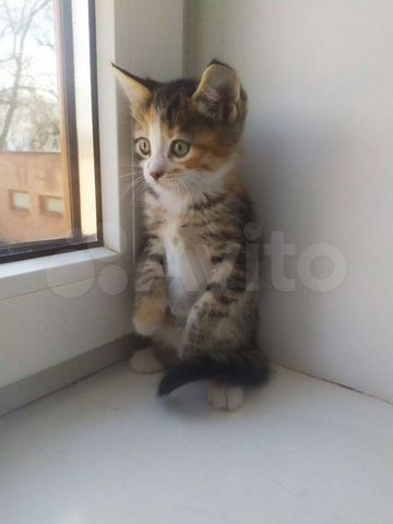 Кошки в добрые руки бесплатно