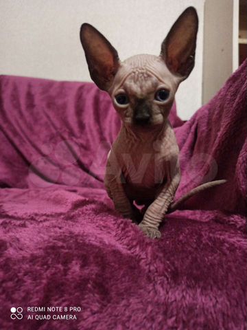 Канадский сфинкс