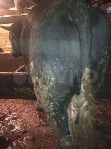 Быки,бараны, овцы. Мясо