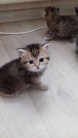 Шотландские котчта