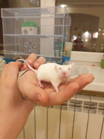 Мышки белые, мальчики 4 месяца и 2 месяц