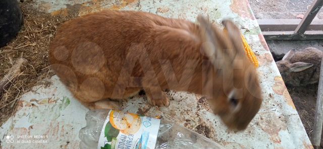 Кролики самцы и самки