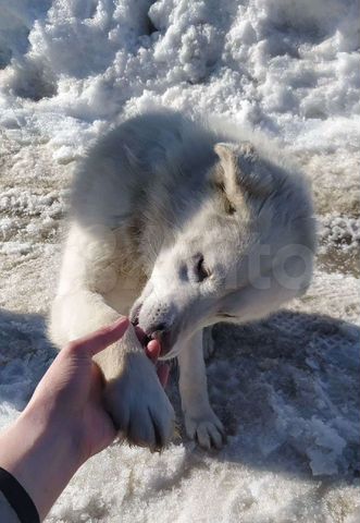 Белоснежная лайка в добрые руки